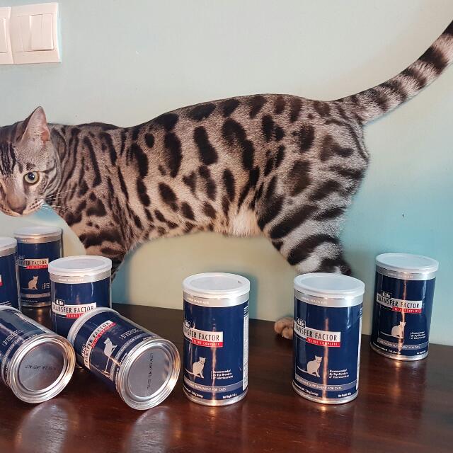 Transfer Factor Feline Complete, Pet Supplies, Homes & Other Pet ...
