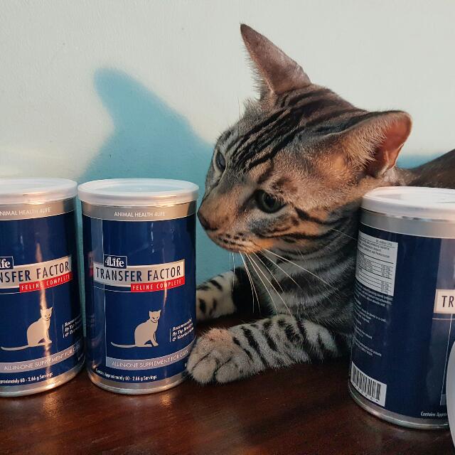 Transfer Factor Feline Complete, Pet Supplies, Homes & Other Pet ...