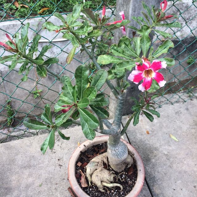 Pink With White Border Grafted Adenium, Furniture & Home Living ...