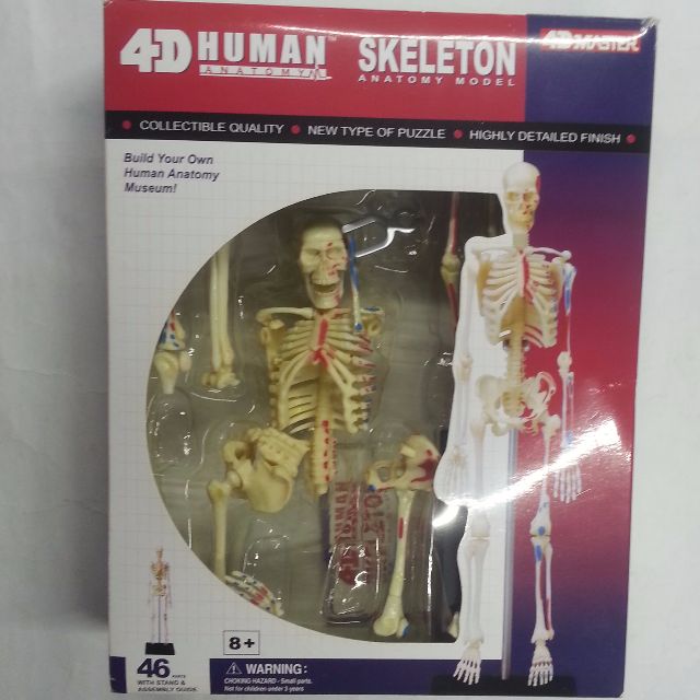 4D human skeleton anatomy model set, Hobbies & Toys, Toys & Games on ...