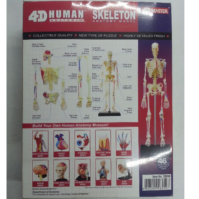 4D human skeleton anatomy model set, Hobbies & Toys, Toys & Games on ...