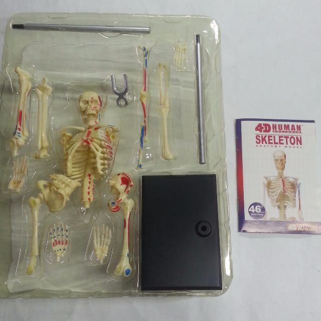 4D human skeleton anatomy model set, Hobbies & Toys, Toys & Games on ...