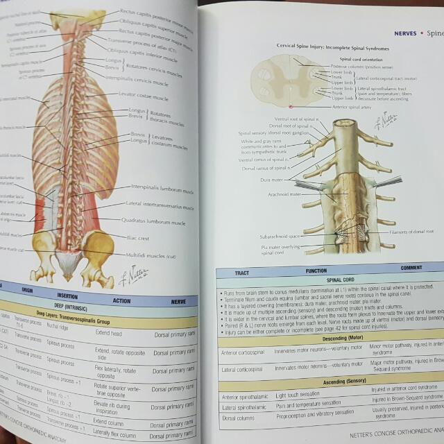 Netter's Concise Orthopaedic Anatomy 2nd Ed, Hobbies & Toys, Books ...