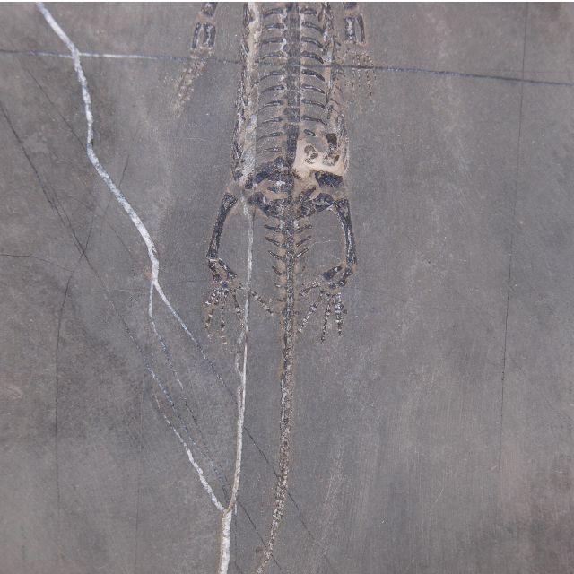 Fossil Juvenile Keichousaurus Baby Dinosaur Triassic, Hobbies & Toys ...