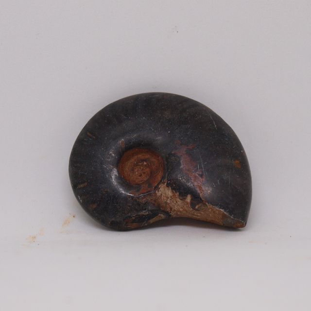 VERY RARE Black Ammonite Fossil for Goodluck, Women's Fashion, Jewelry ...