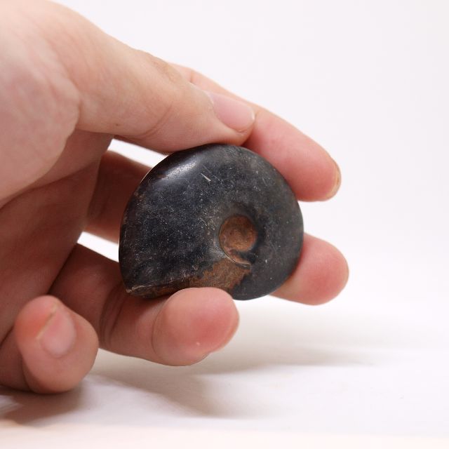 VERY RARE Black Ammonite Fossil for Goodluck, Women's Fashion, Jewelry ...