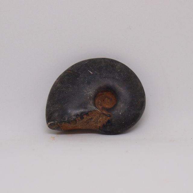 VERY RARE Black Ammonite Fossil for Goodluck, Women's Fashion, Jewelry ...