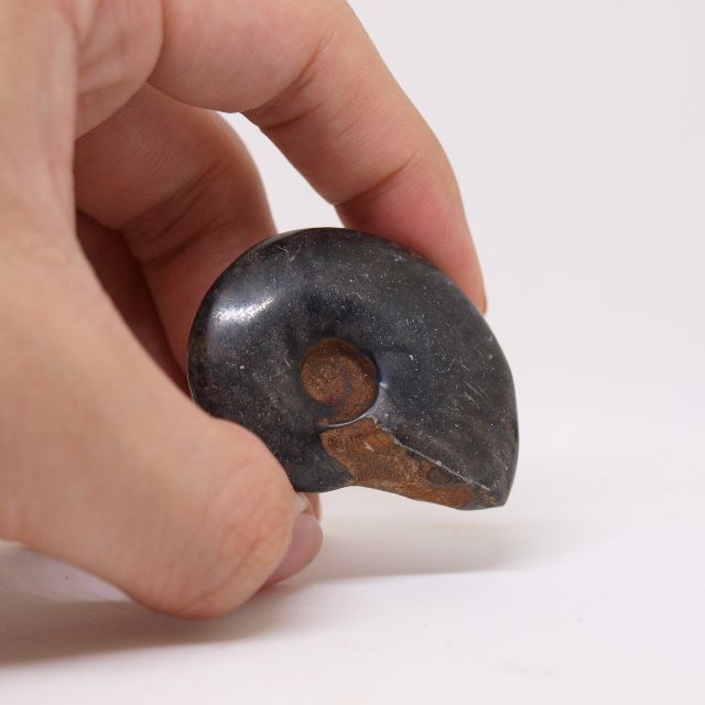 VERY RARE Black Ammonite Fossil for Goodluck, Women's Fashion, Jewelry ...