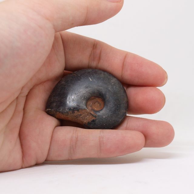 VERY RARE Black Ammonite Fossil for Goodluck, Women's Fashion, Jewelry ...