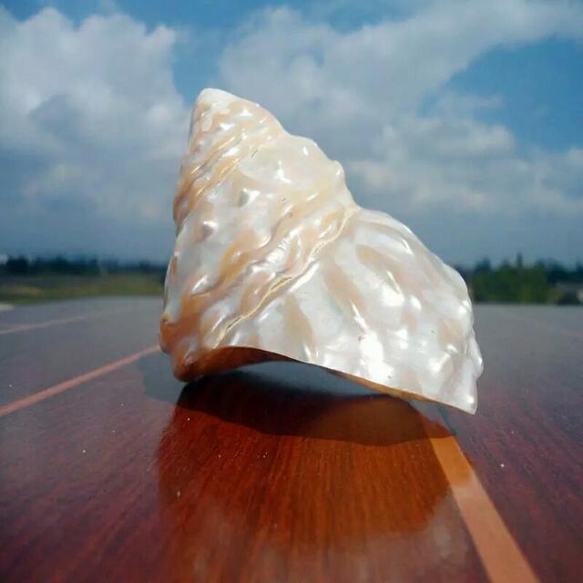 Pearlized Wavy Turban Seashells 10-12cm (4 - 4.5 inches) Astraea ...