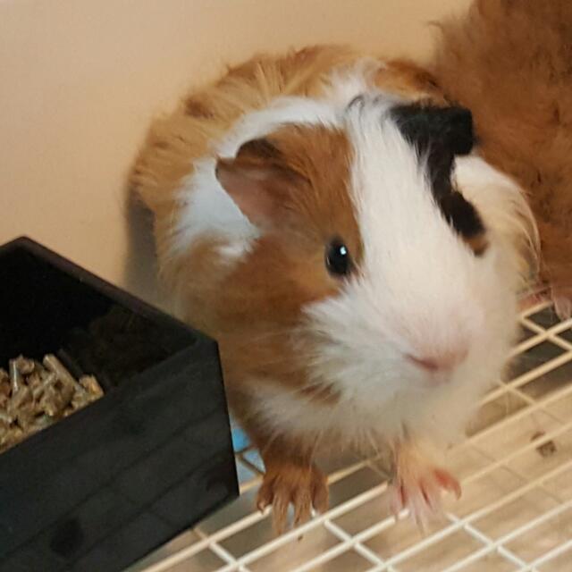 Male Guinea Pig, Pet Supplies, Homes & Other Pet Accessories on Carousell