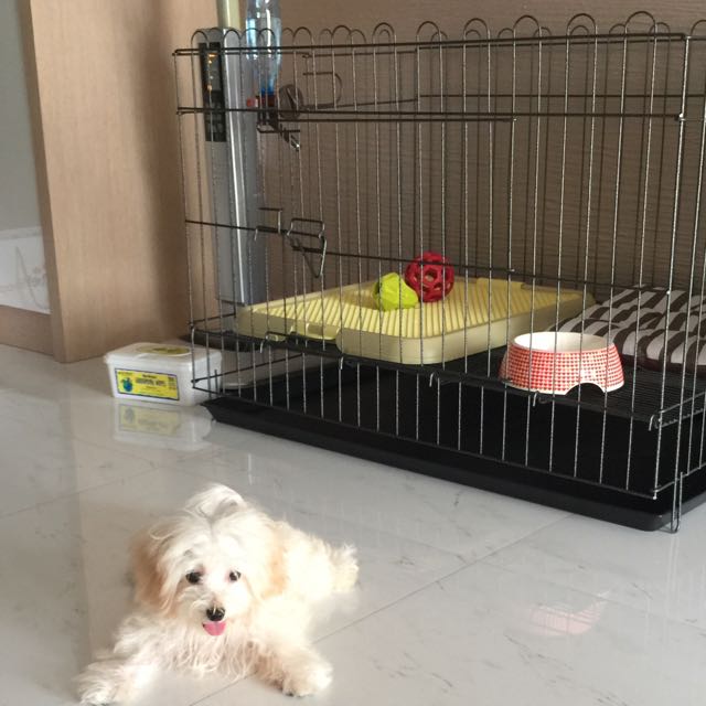Top Open Cage For Small Dog, Pet Supplies, Homes & Other Pet ...