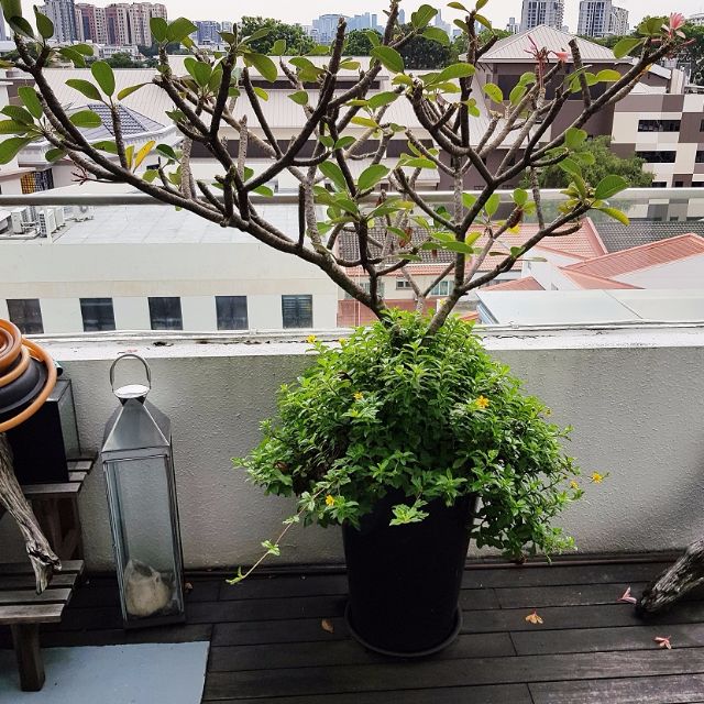 Thai dwarf Frangipani (pinkish flowers) + Raphis Palms + Heliconia ...