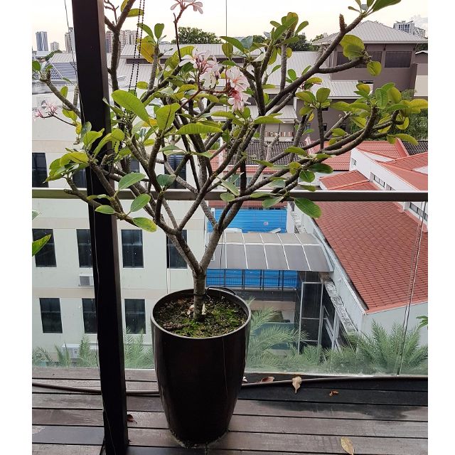 Thai dwarf Frangipani (pinkish flowers) + Raphis Palms + Heliconia ...