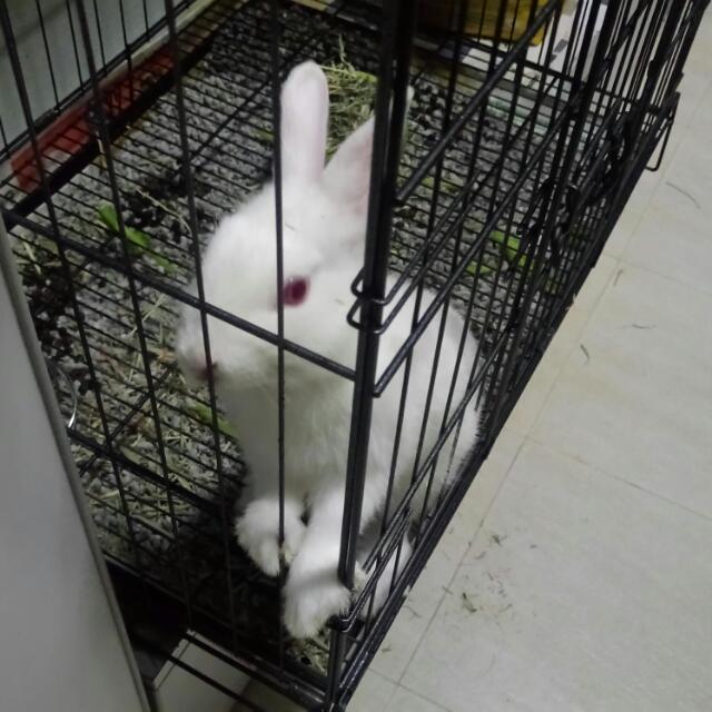 Dwarf Rabbit 4 Months Old., Pet Supplies, Pet Food on Carousell