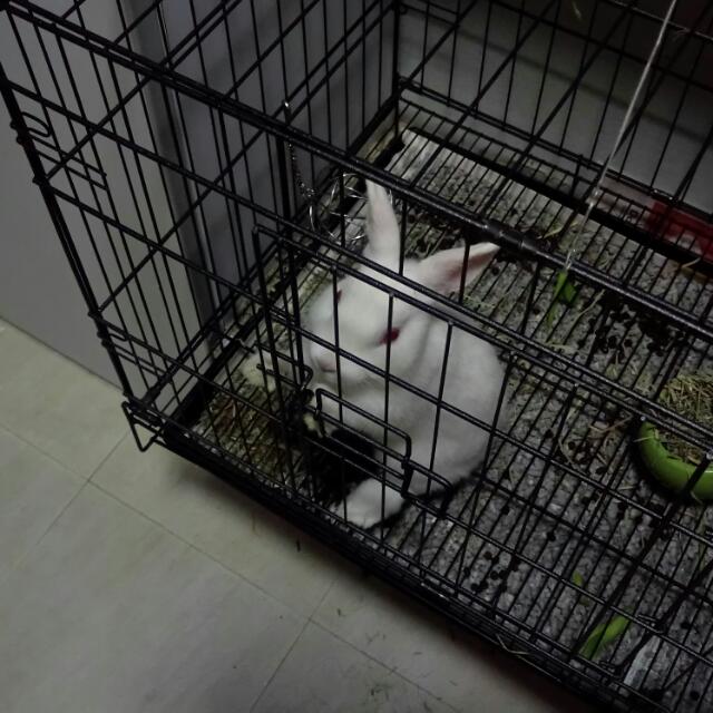 Dwarf Rabbit 4 Months Old., Pet Supplies, Pet Food on Carousell