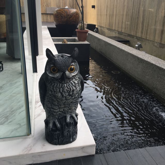 Outdoor Owl Display, Hobbies & Toys, Stationery & Craft, Craft Supplies ...