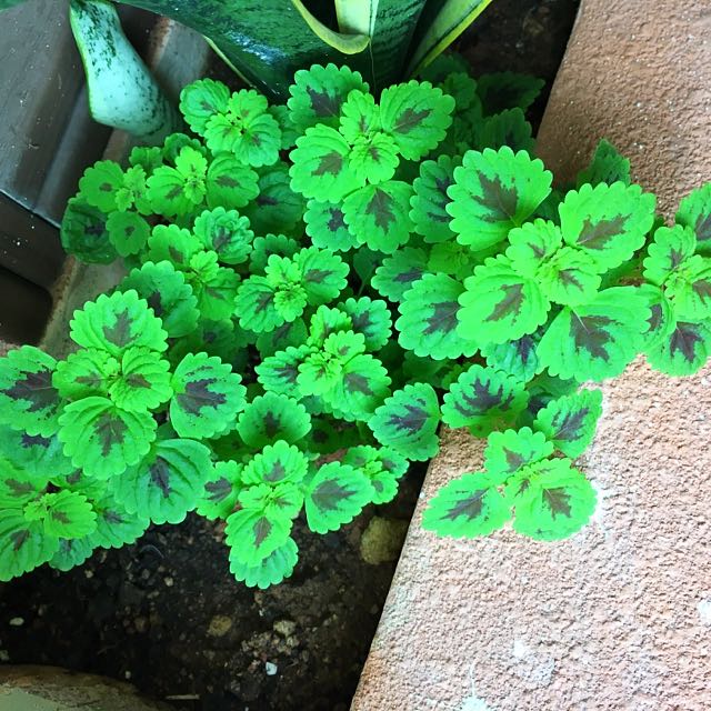Coleus Plants - Mini and Red Leaves, Furniture & Home Living, Gardening ...