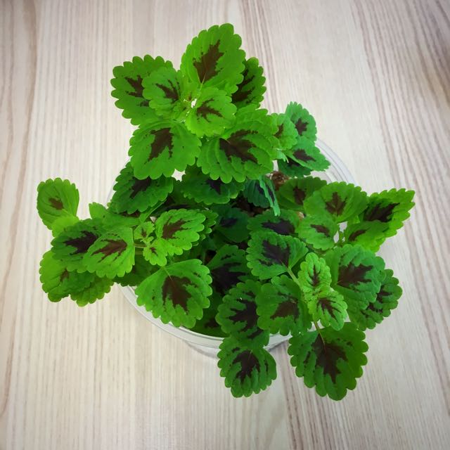 Coleus Plants - Mini and Red Leaves, Furniture & Home Living, Gardening ...