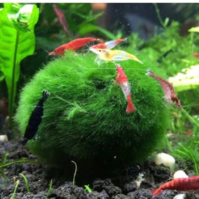 Giant Marimo Moss Ball 1 for $9.00- Imported from Japan Live Aquarium ...