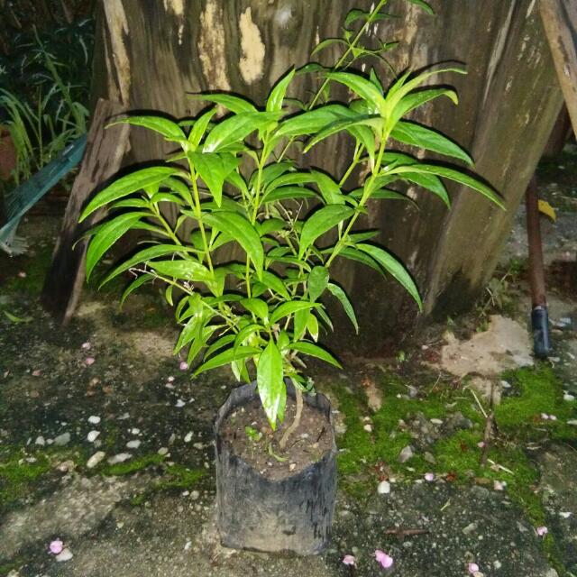 Pokok Hempedu Bumi, Everything Else, Others on Carousell