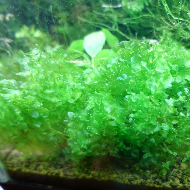 Subwassertang, Furniture & Home Living, Gardening, Garden Soil ...