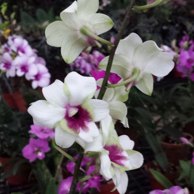 Orchids - Mini Dendrobium Orchid (10.5cm pot), Furniture & Home Living ...