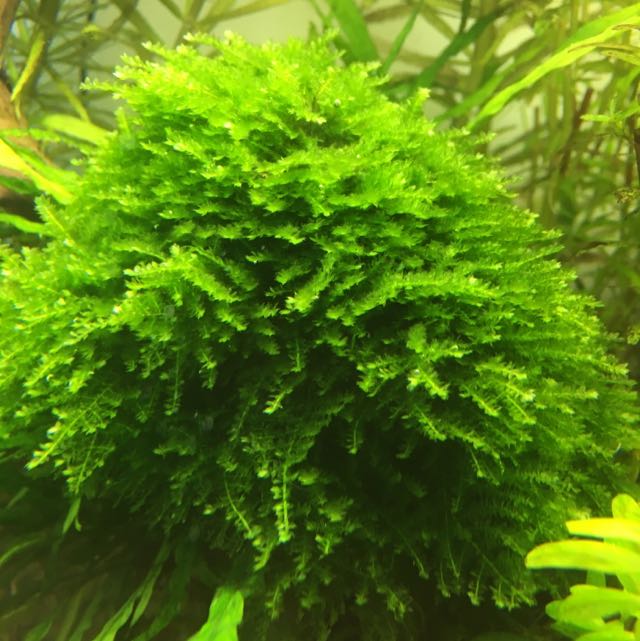 Aquatic Moss, Furniture & Home Living, Gardening, Plants & Seeds on ...
