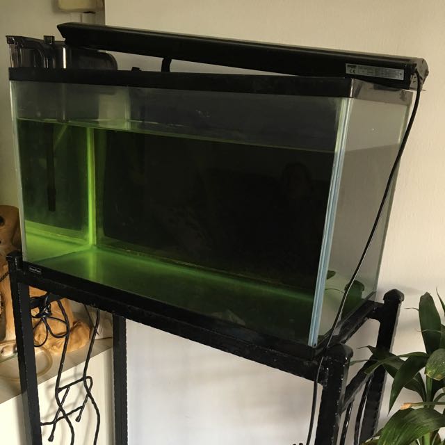 2 Feet Fish Tank with Stand, Everything Else on Carousell