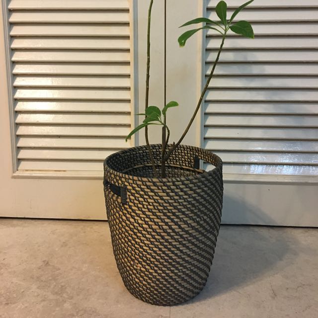 Ikea Plant Pot Rattan (RAGKORN), Furniture & Home Living, Home Decor ...