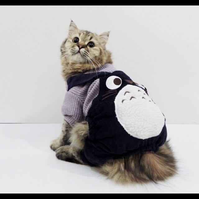 Totoro, Pet Supplies, Homes & Other Pet Accessories on Carousell