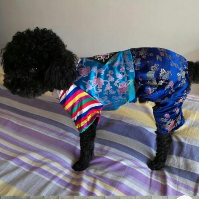 Brand New Korean Traditional Costume For Dog, Pet Supplies, Homes ...