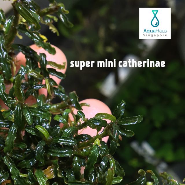 Bucephalandra Super-mini Catherinae, Furniture & Home Living, Gardening ...