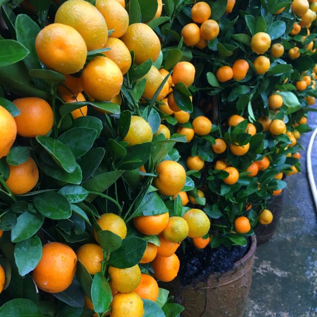 🍊CNY Plant-Orange Trees😍 (Aka Four Season Lime. 1m Tall. Must Have ...