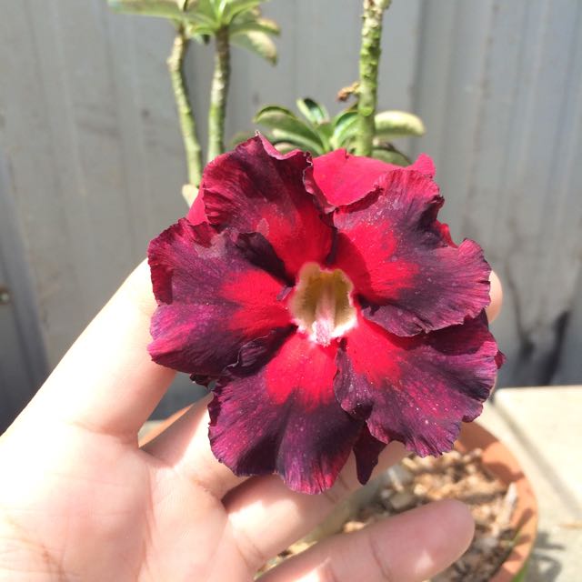 Dark Knight Multi Petal Adenium, Furniture & Home Living, Gardening ...