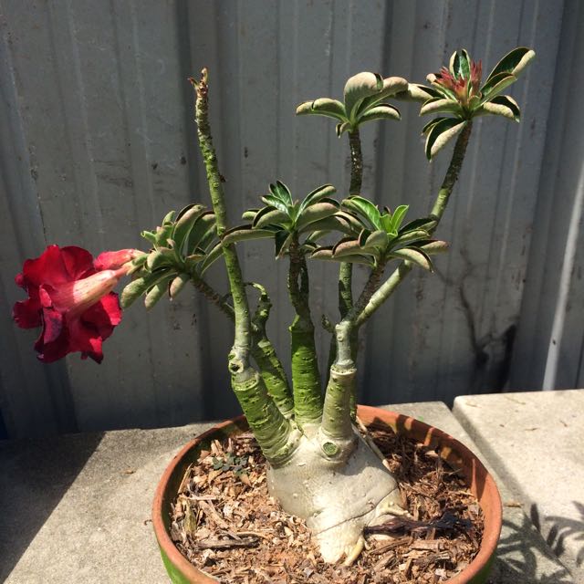 Dark Knight Multi Petal Adenium, Furniture & Home Living, Gardening ...