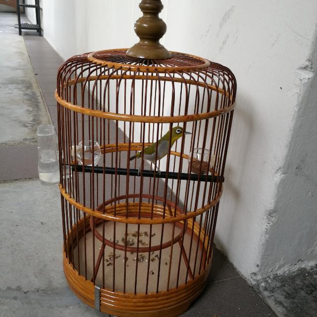 Mata Puteh Bird Buka With Cage (RESERVED), Pet Supplies, Homes & Other ...