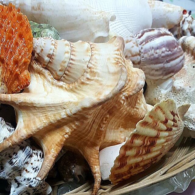 Beautiful Seashells, Design & Craft, Others on Carousell