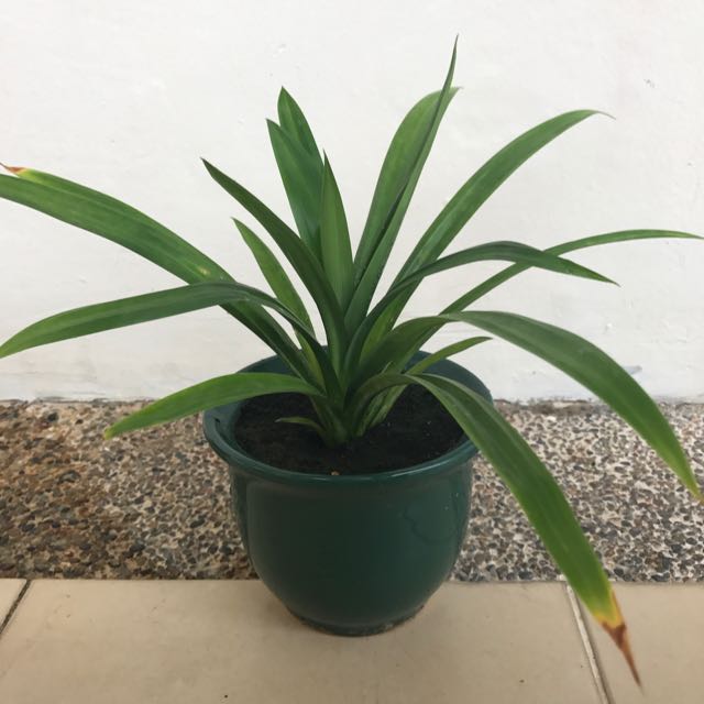 Pandan Plant In Glazed Green Pot, Furniture & Home Living, Gardening ...