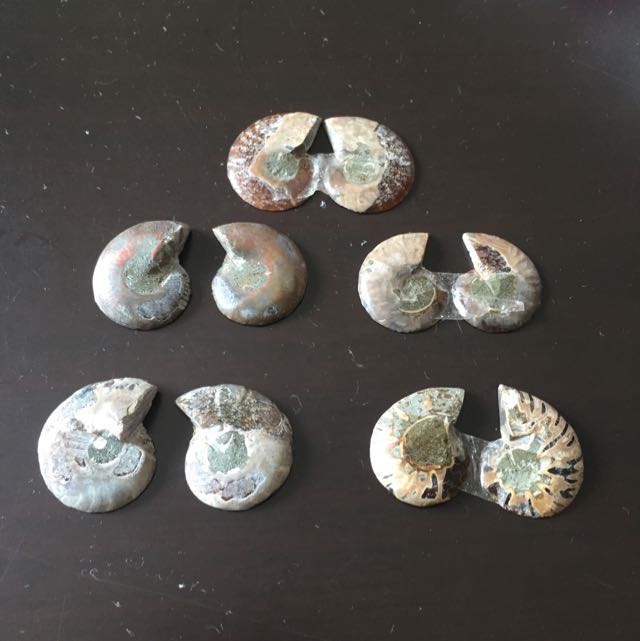 3 Pairs of Ammonite Shells, 1.2", Madagascar, Women's Fashion, Jewelry ...
