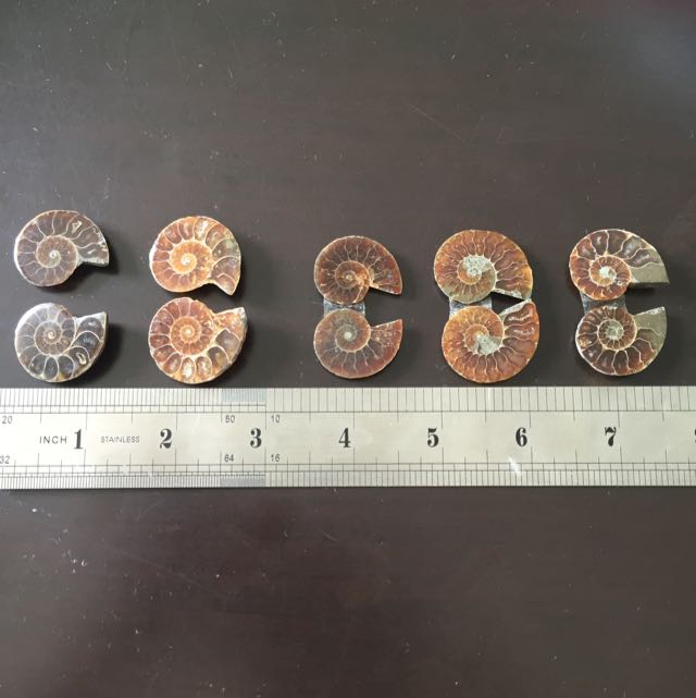 3 Pairs of Ammonite Shells, 1.2", Madagascar, Women's Fashion, Jewelry ...
