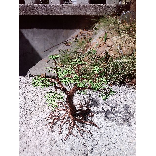 Bonsai Copper Tree "Sexy Trunk" P250 only, Hobbies & Toys, Stationary ...