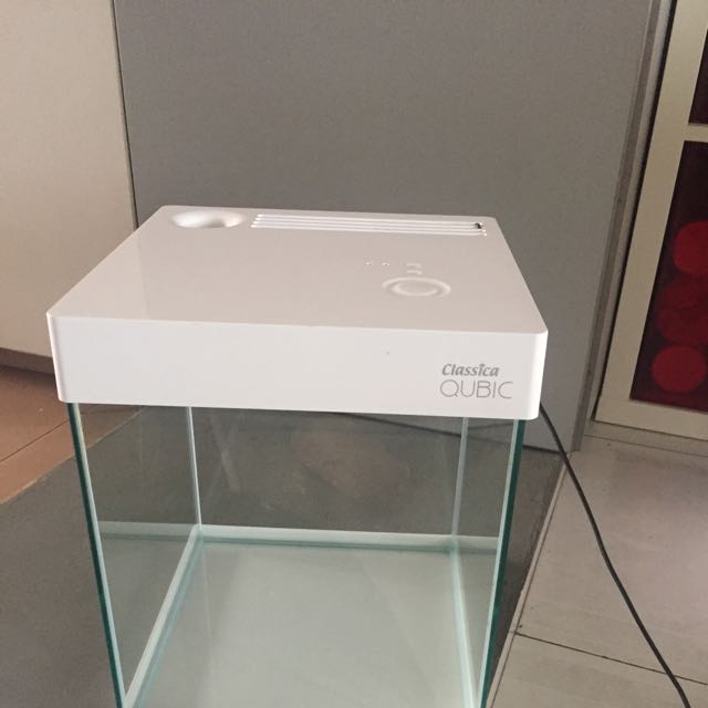 Qubic Baby Fish Tank, Pet Supplies, Homes & Other Pet Accessories on ...
