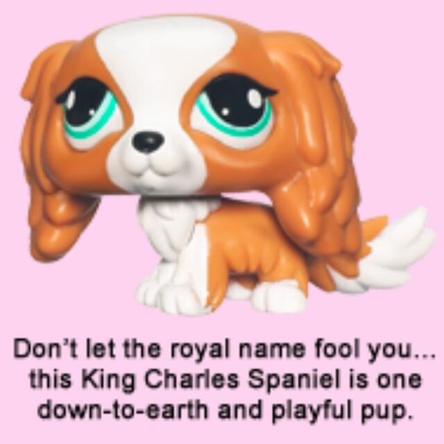 LPS King Charles Spaniel #1825, Hobbies & Toys, Toys & Games on Carousell