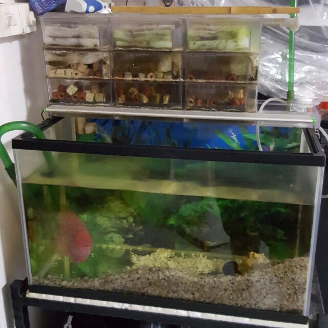 (PENDING COLLECTION) (FREE!) 2ft Fish Tank With 9 Layer Filter, Oxygen ...