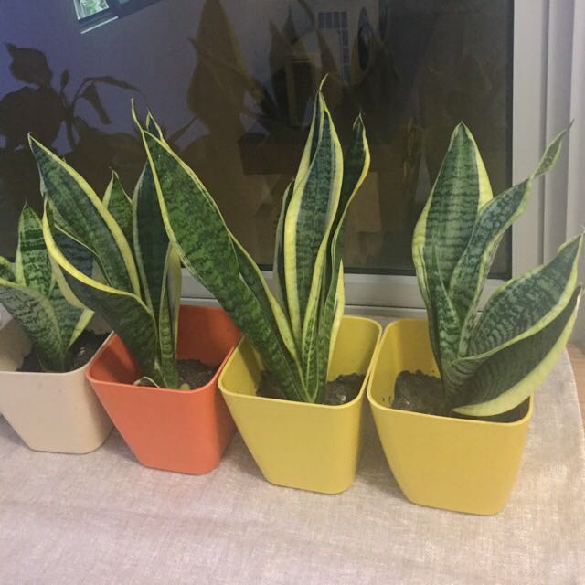 Snakes Plants, Furniture & Home Living, Gardening, Plants & Seeds on ...