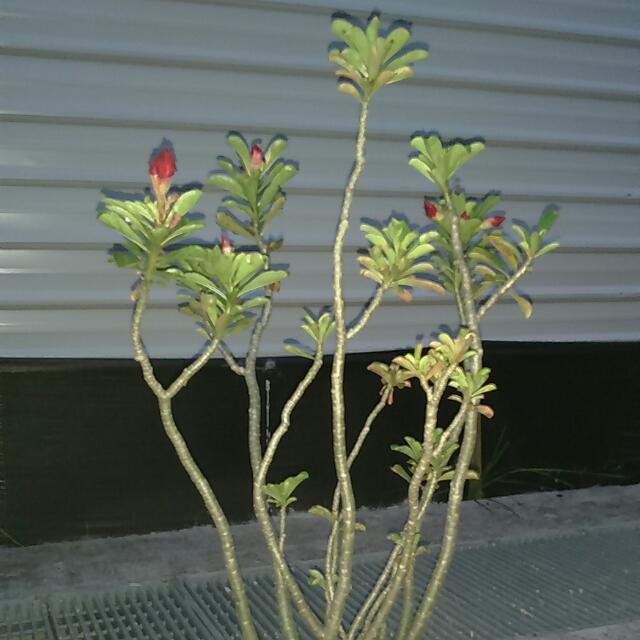 Adenium Double Red, Furniture & Home Living, Gardening, Plants & Seeds ...