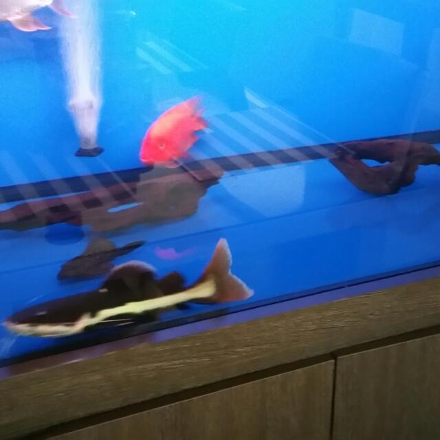Red Tail Catfish, Everything Else on Carousell