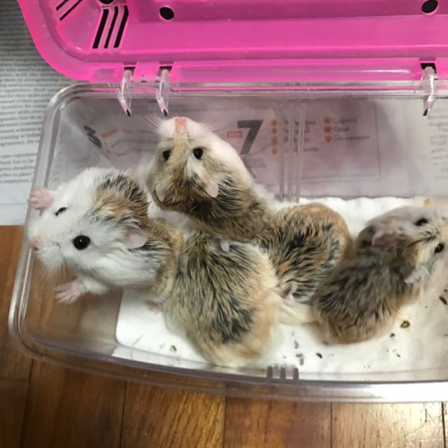 5x White Face Roboski With Cage, Pet Supplies, Homes & Other Pet ...