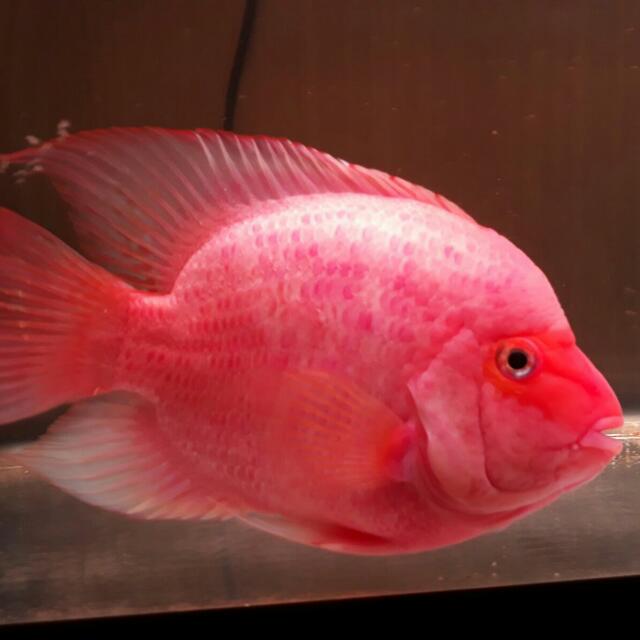King Kong Parrot Fish, Pet Supplies, Homes & Other Pet Accessories on ...